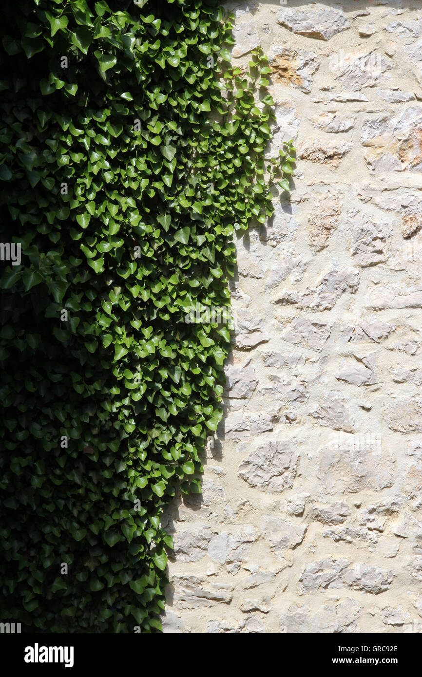 Ivy climbing on a wall of a building -Fotos und -Bildmaterial in hoher ...