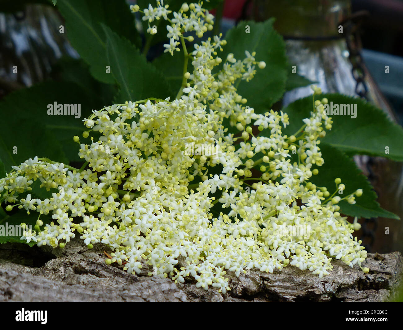Weiß dolde frühjahr -Fotos und -Bildmaterial in hoher Auflösung – Alamy