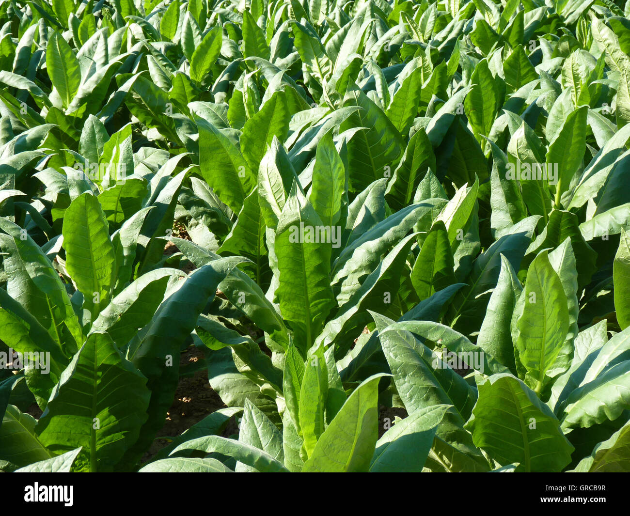 Pflanzen des tabaks -Fotos und -Bildmaterial in hoher Auflösung – Alamy
