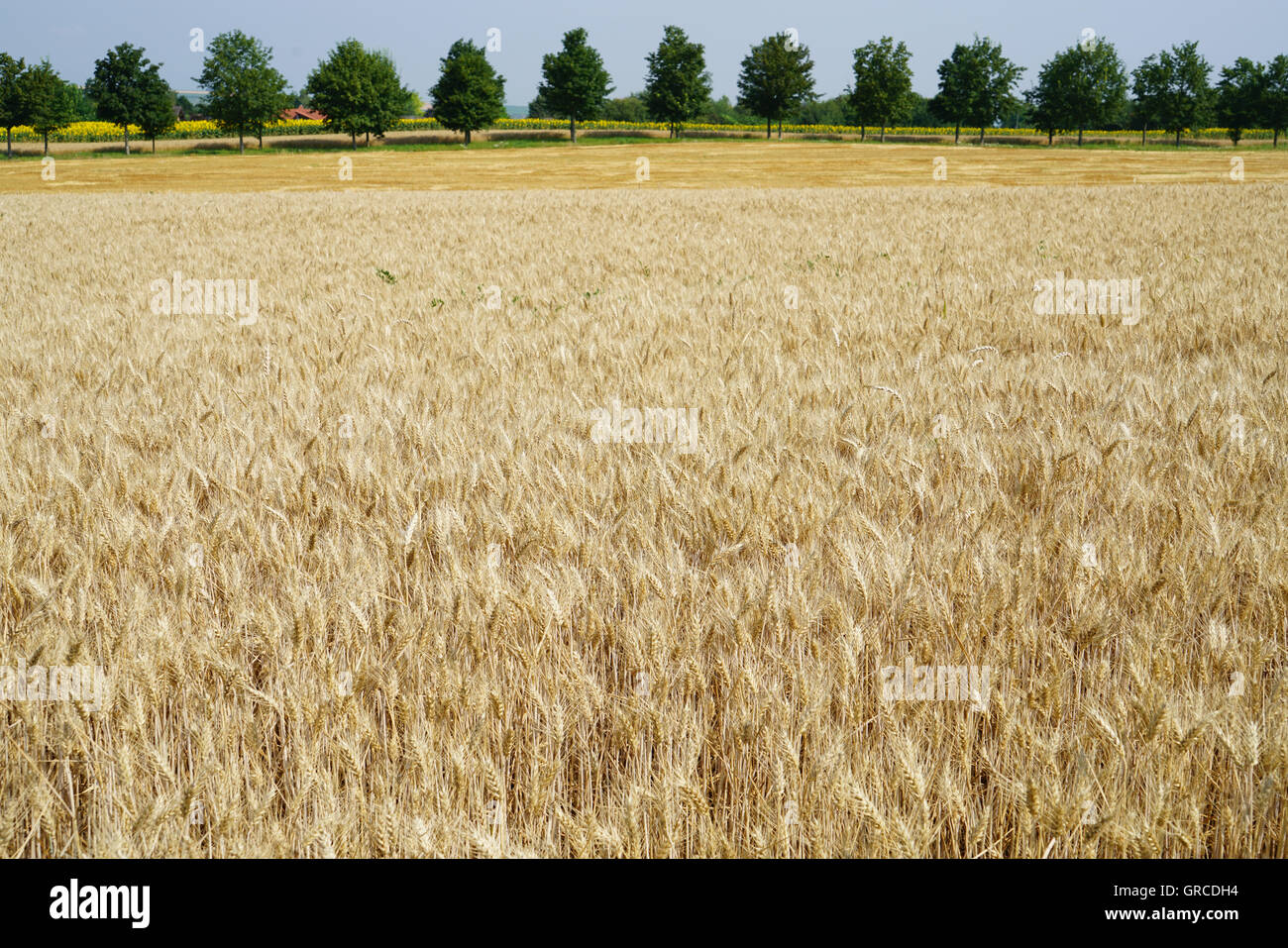 Das Maisfeld Stockfotos & Das Maisfeld Bilder - Alamy
