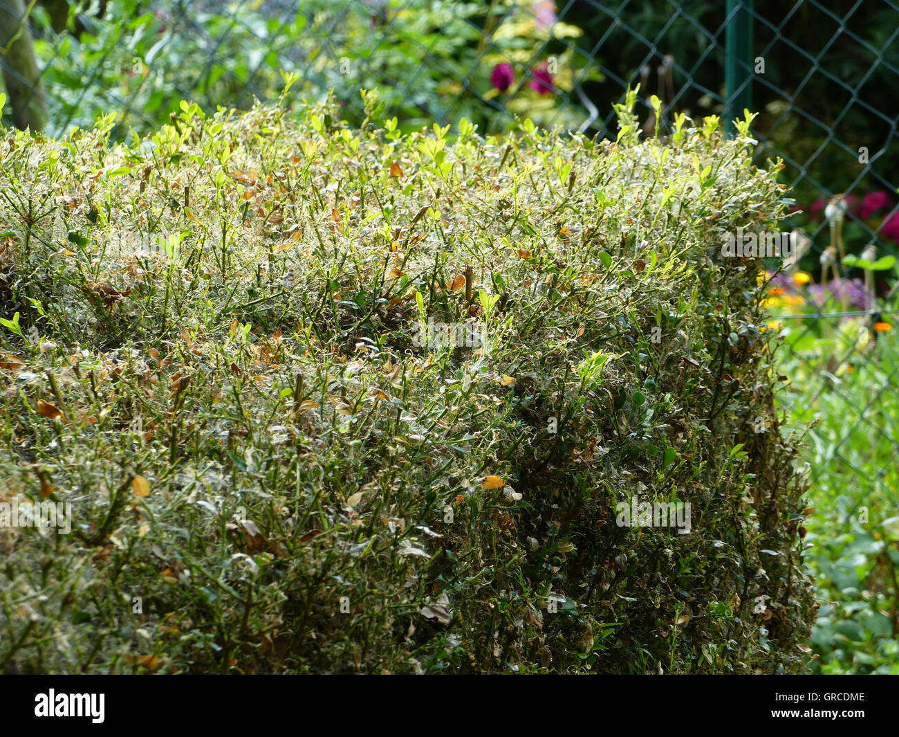 Buchsbaum Hecke, Befall durch Cydalima Perspectalis Stockfotografie - Alamy