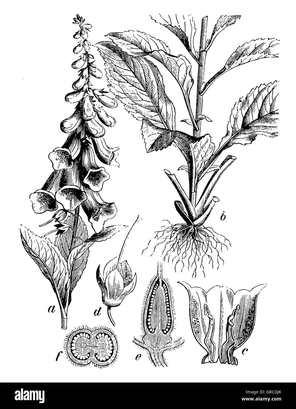 Botanische Illustration Fingerhut Stockfotos und -bilder Kaufen - Alamy