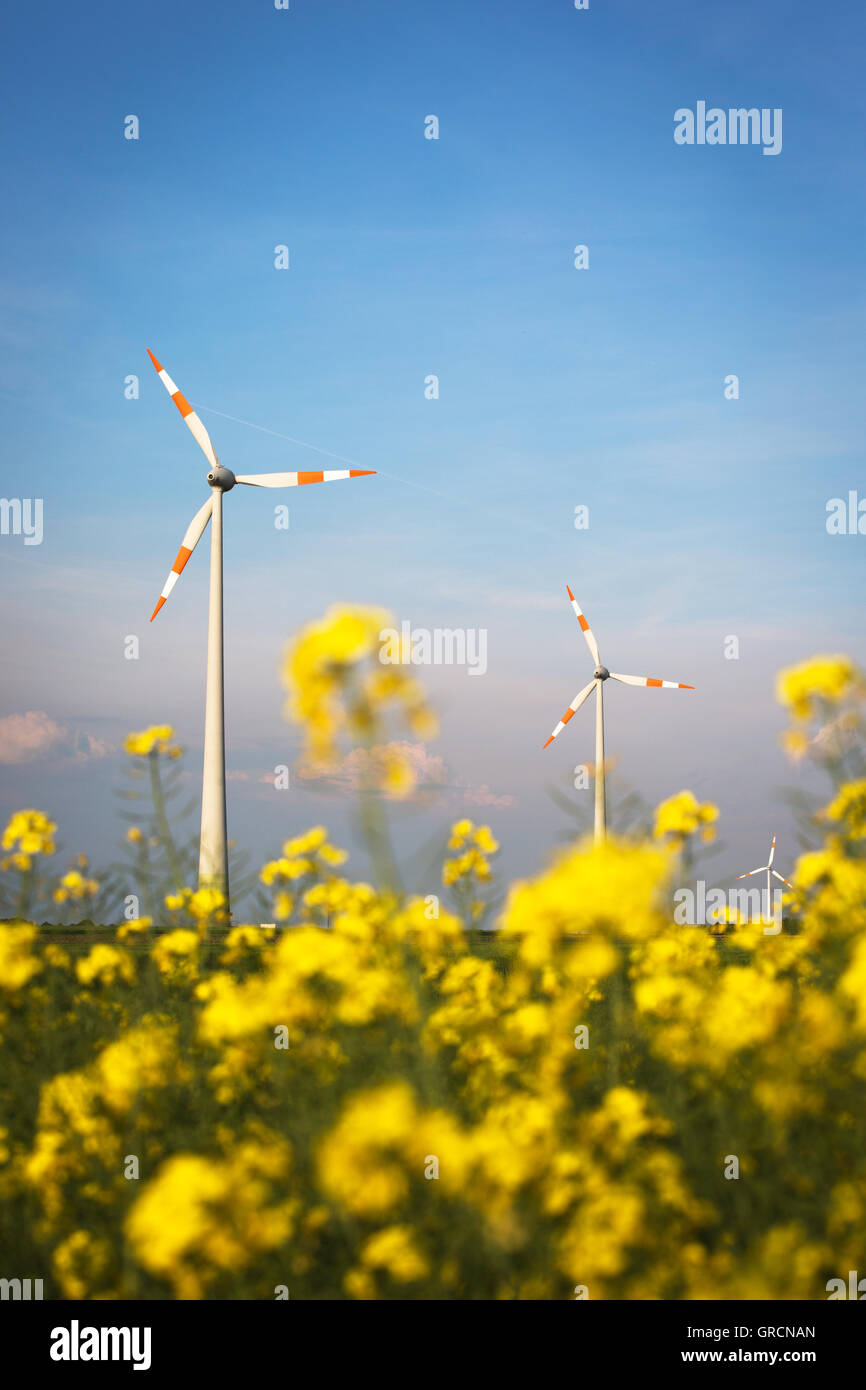 Entwicklung der blumen -Fotos und -Bildmaterial in hoher Auflösung – Alamy