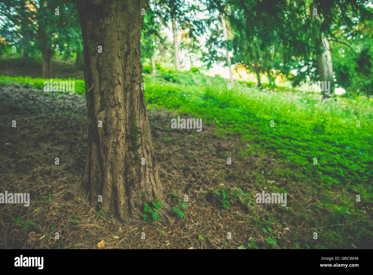 Old mature oak tree in -Fotos und -Bildmaterial in hoher Auflösung – Alamy
