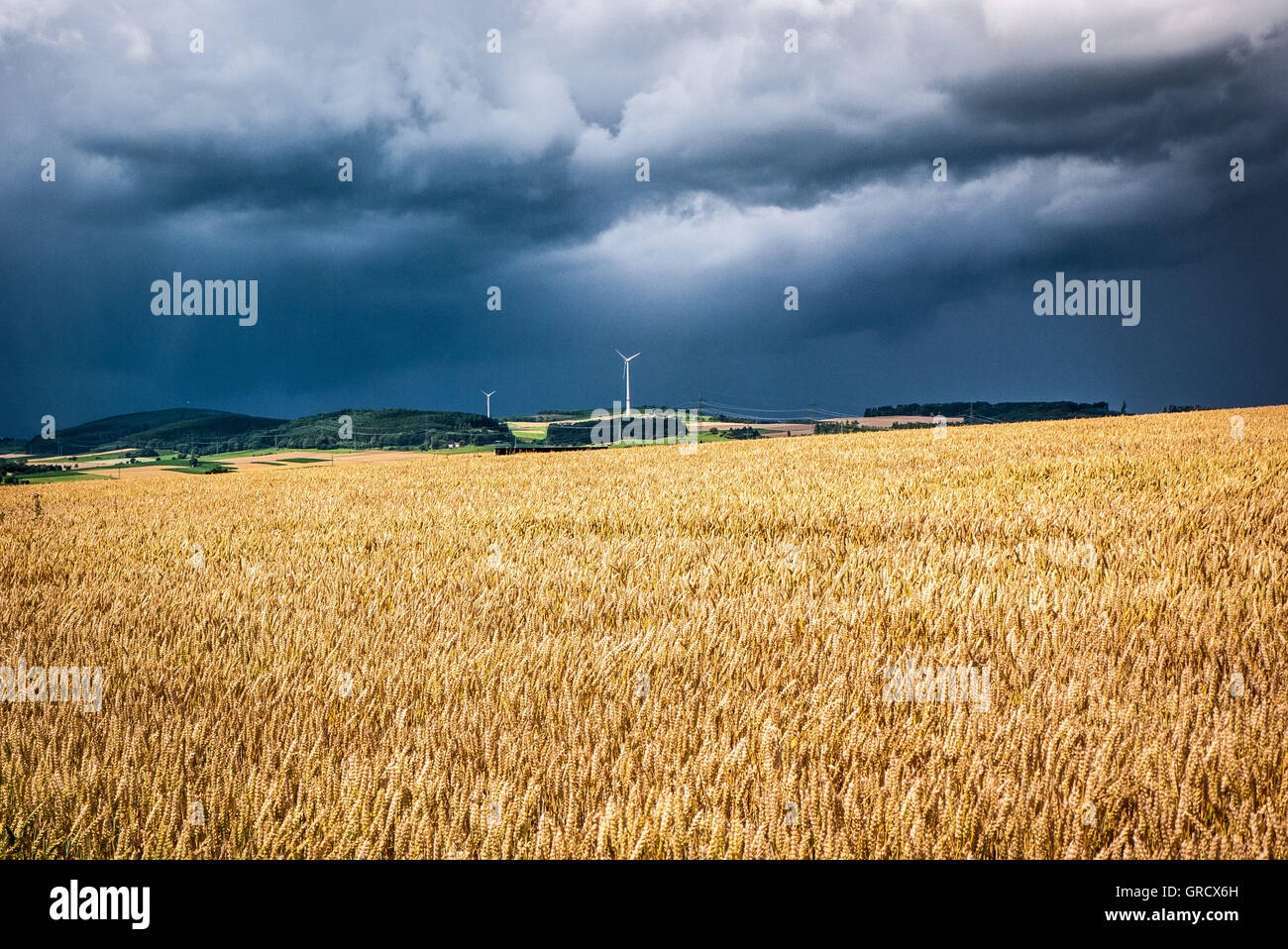Hafer in einem kornfeld -Fotos und -Bildmaterial in hoher Auflösung – Alamy