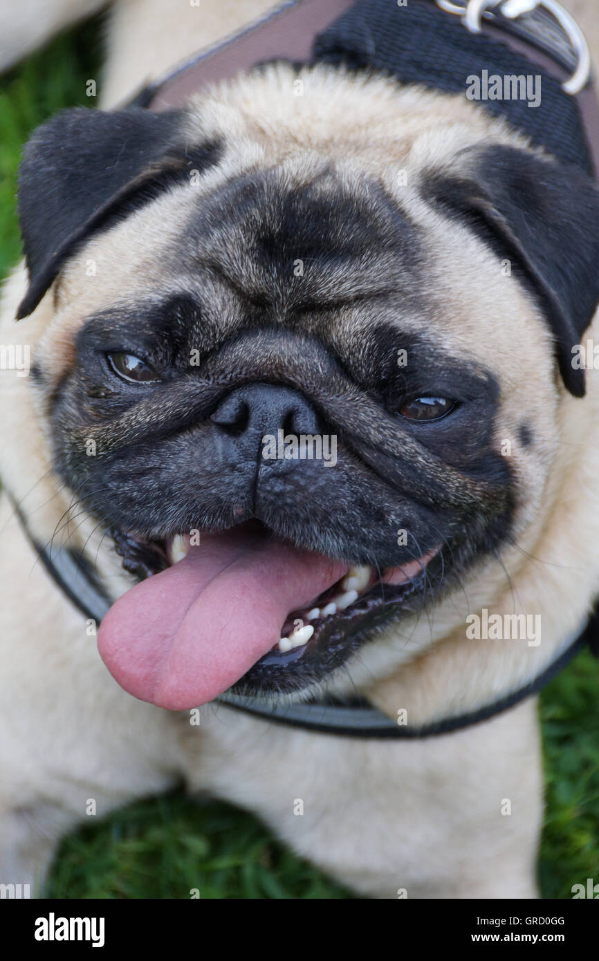 Mops gehen -Fotos und -Bildmaterial in hoher Auflösung – Alamy