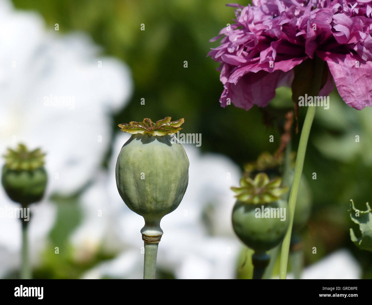 Schlafmohn ornamentale version -Fotos und -Bildmaterial in hoher ...