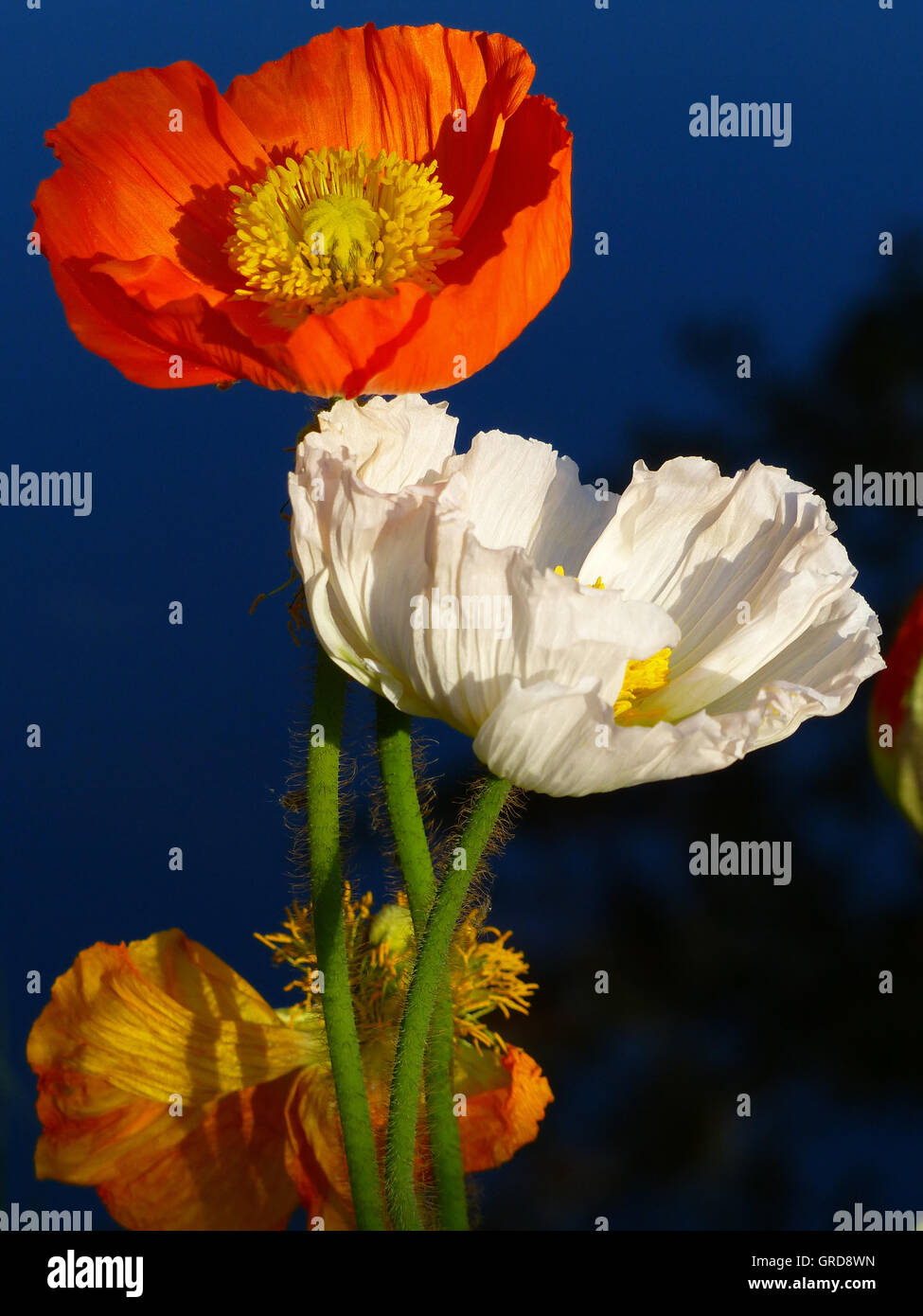 Island mohn -Fotos und -Bildmaterial in hoher Auflösung – Alamy