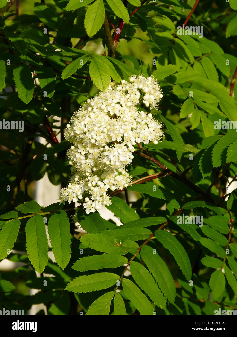 Weiß dolde frühjahr -Fotos und -Bildmaterial in hoher Auflösung – Alamy