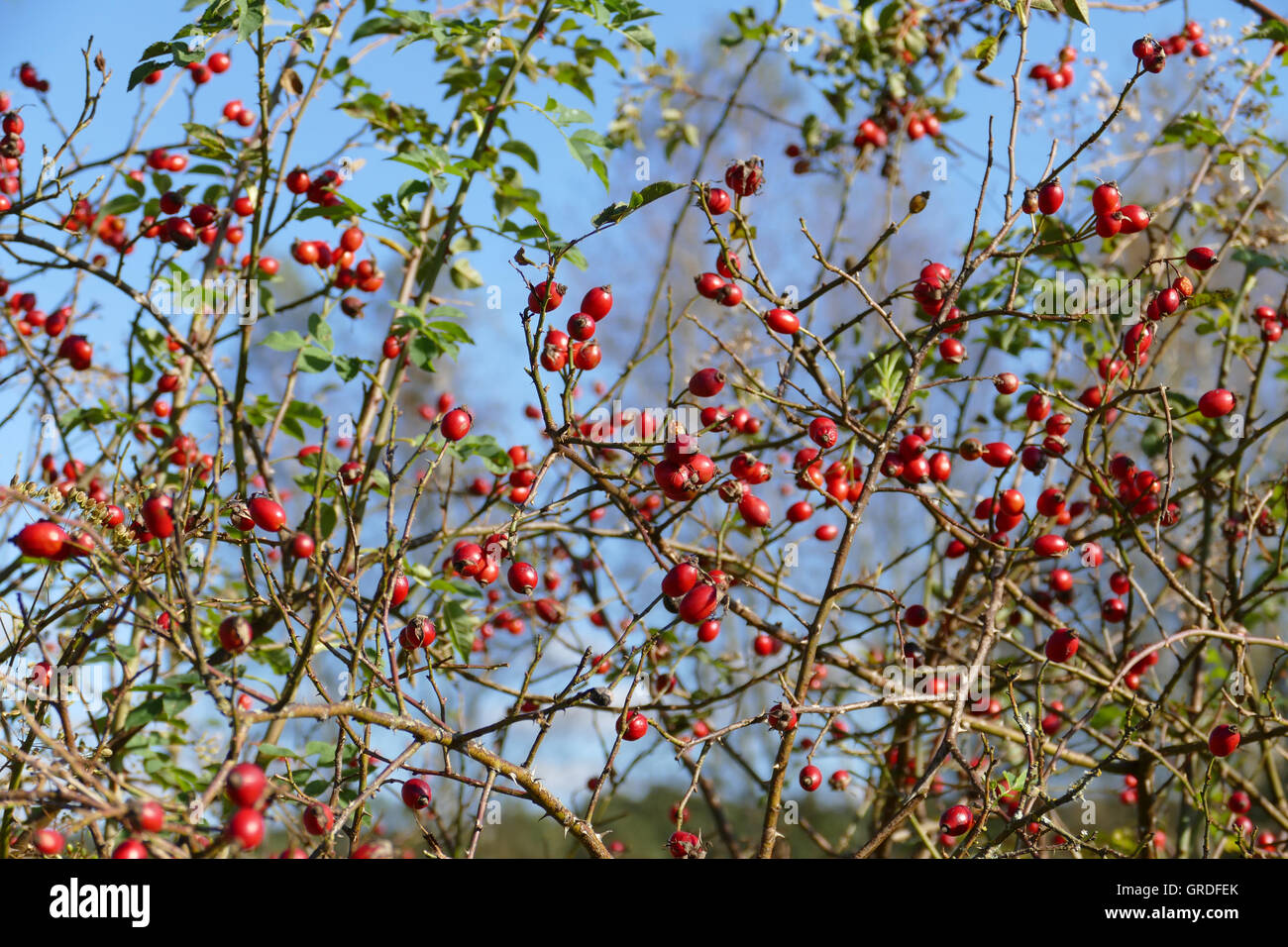 Hang hangs hanging -Fotos und -Bildmaterial in hoher Auflösung – Alamy