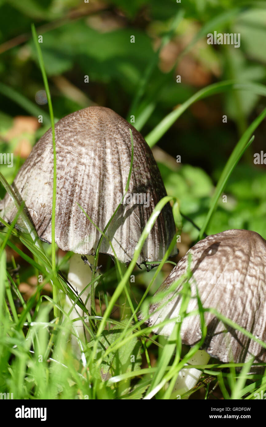 Pilzpilze im gras -Fotos und -Bildmaterial in hoher Auflösung – Alamy
