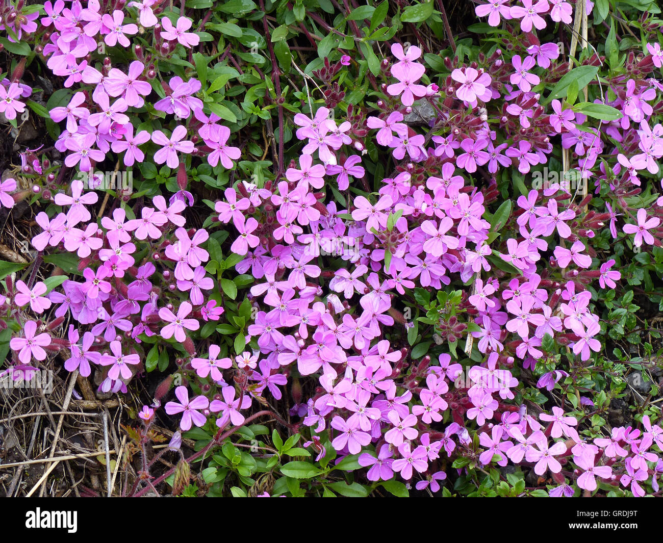 Moss campion silene acaulis alpine -Fotos und -Bildmaterial in hoher ...