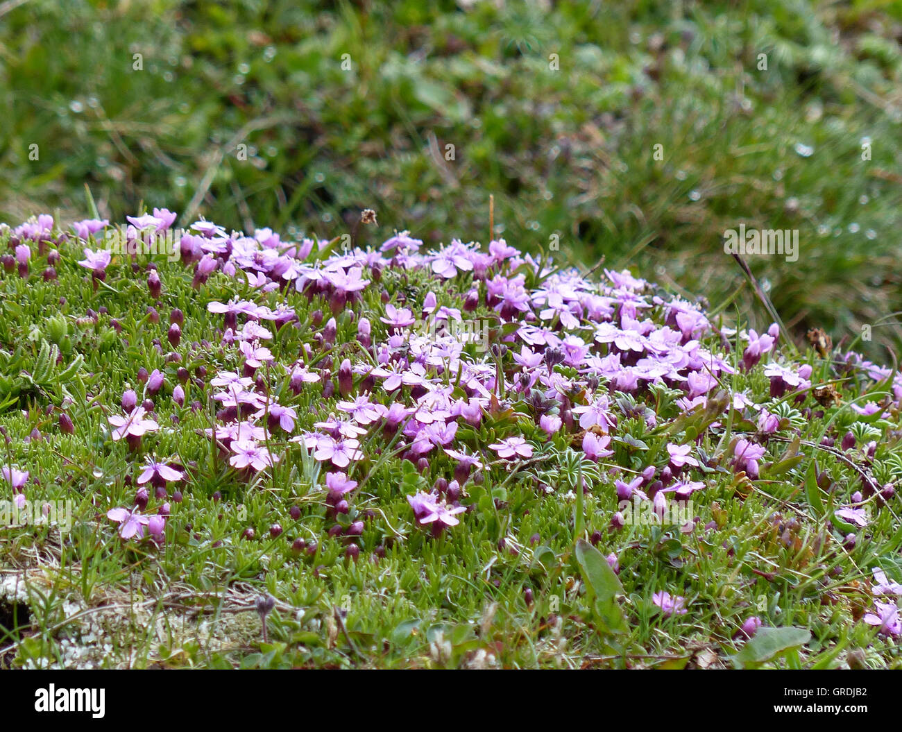Kissen Sie rosa Moss Campion, Silene Acaulis, Alpine Pflanzen ...