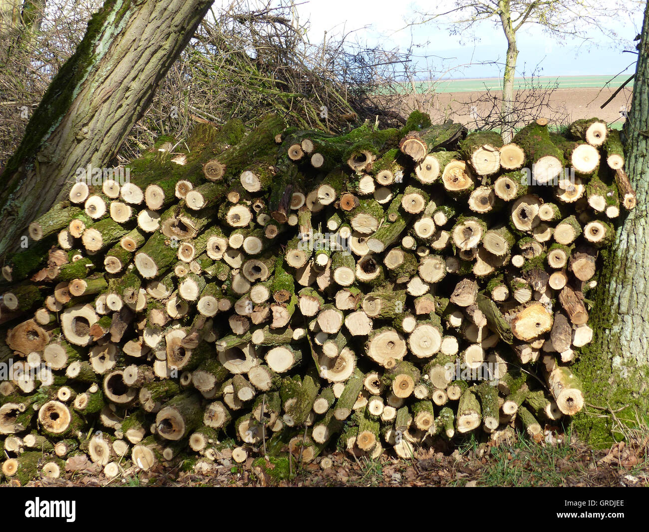 Holzstapel im wald -Fotos und -Bildmaterial in hoher Auflösung – Alamy