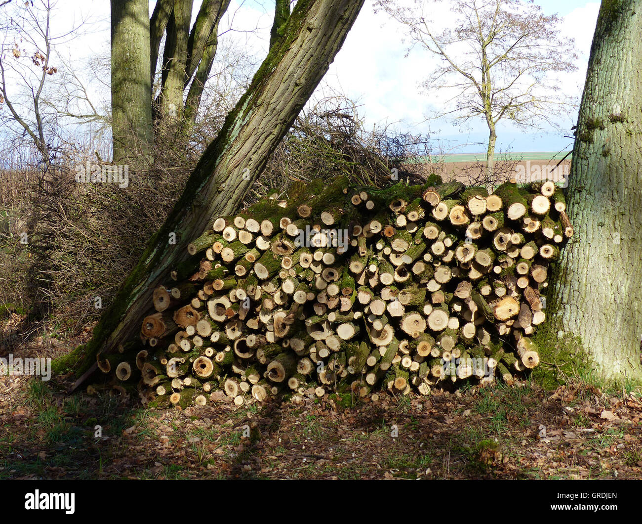 Holzstapel im wald -Fotos und -Bildmaterial in hoher Auflösung – Alamy