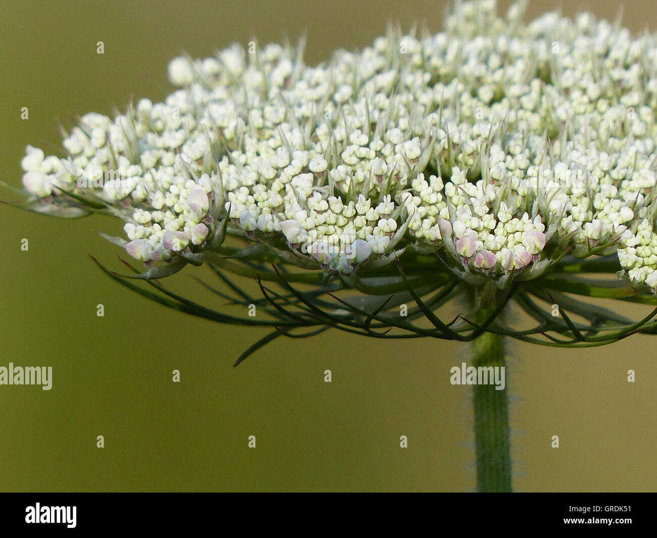 Dolde Wilde Möhre, Daucus Carota Stockfotografie - Alamy