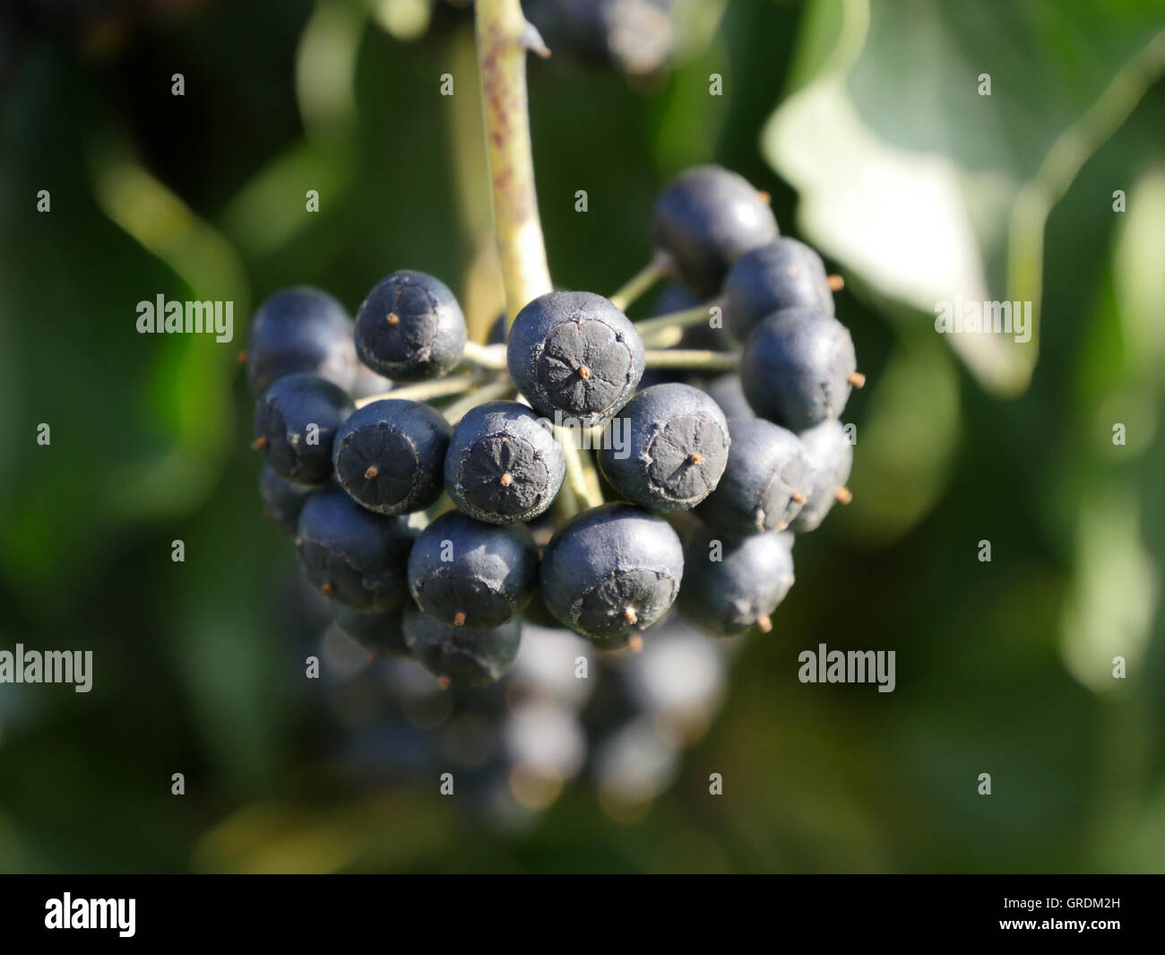 Giftiger efeu -Fotos und -Bildmaterial in hoher Auflösung – Alamy