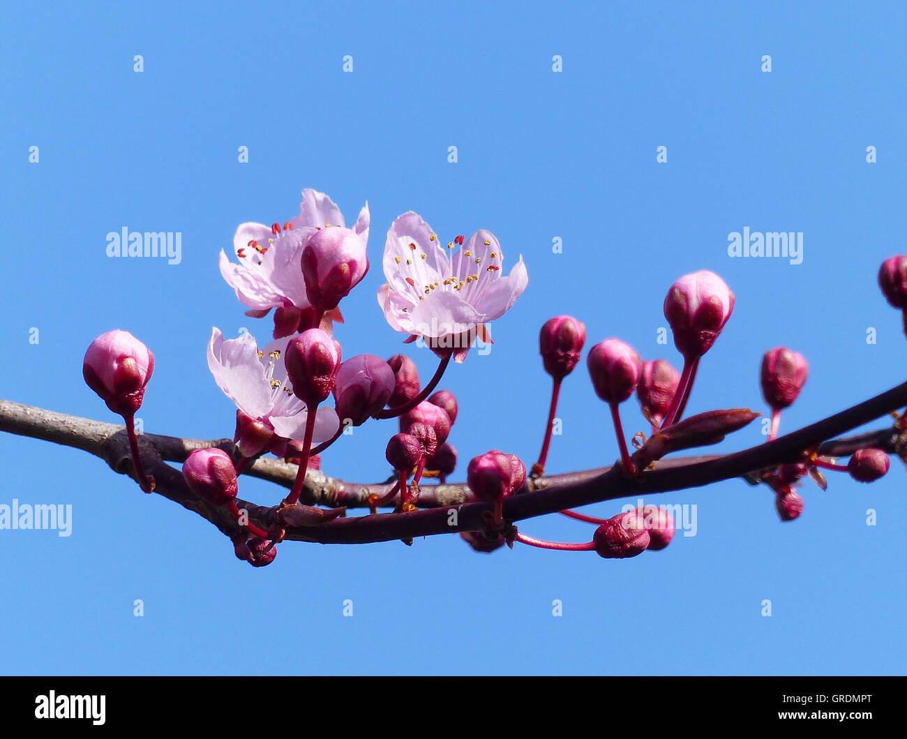 Rosa baum -Fotos und -Bildmaterial in hoher Auflösung - Seite 2 - Alamy