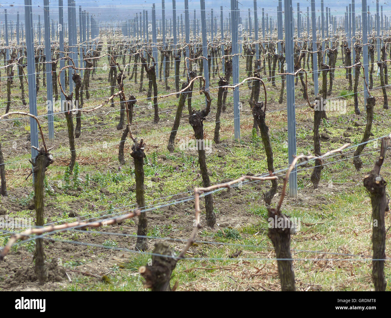 Geschnittene reben -Fotos und -Bildmaterial in hoher Auflösung – Alamy