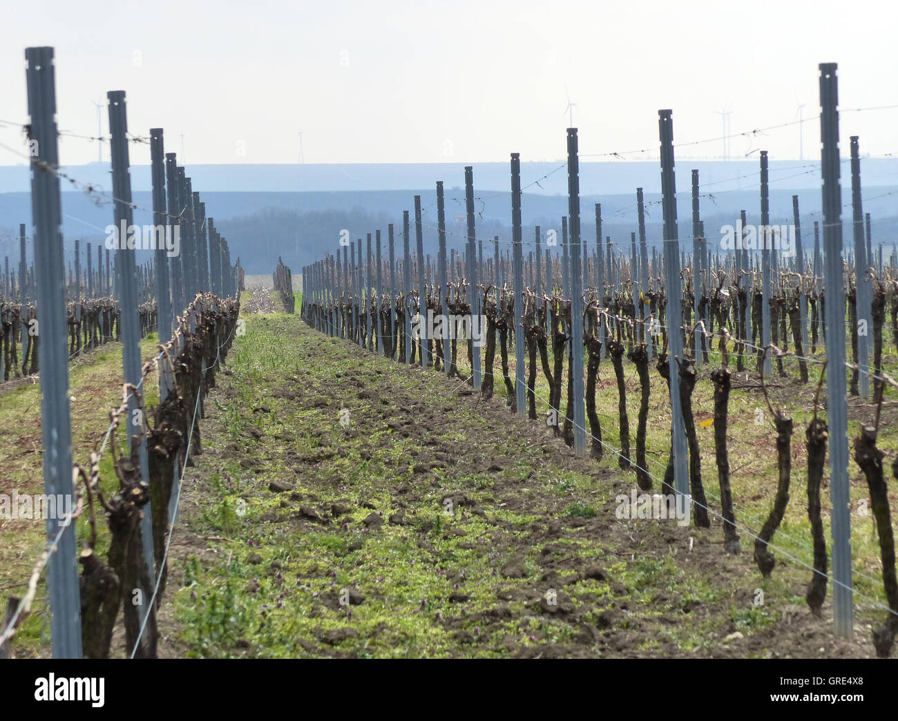 Geschnittene reben -Fotos und -Bildmaterial in hoher Auflösung – Alamy