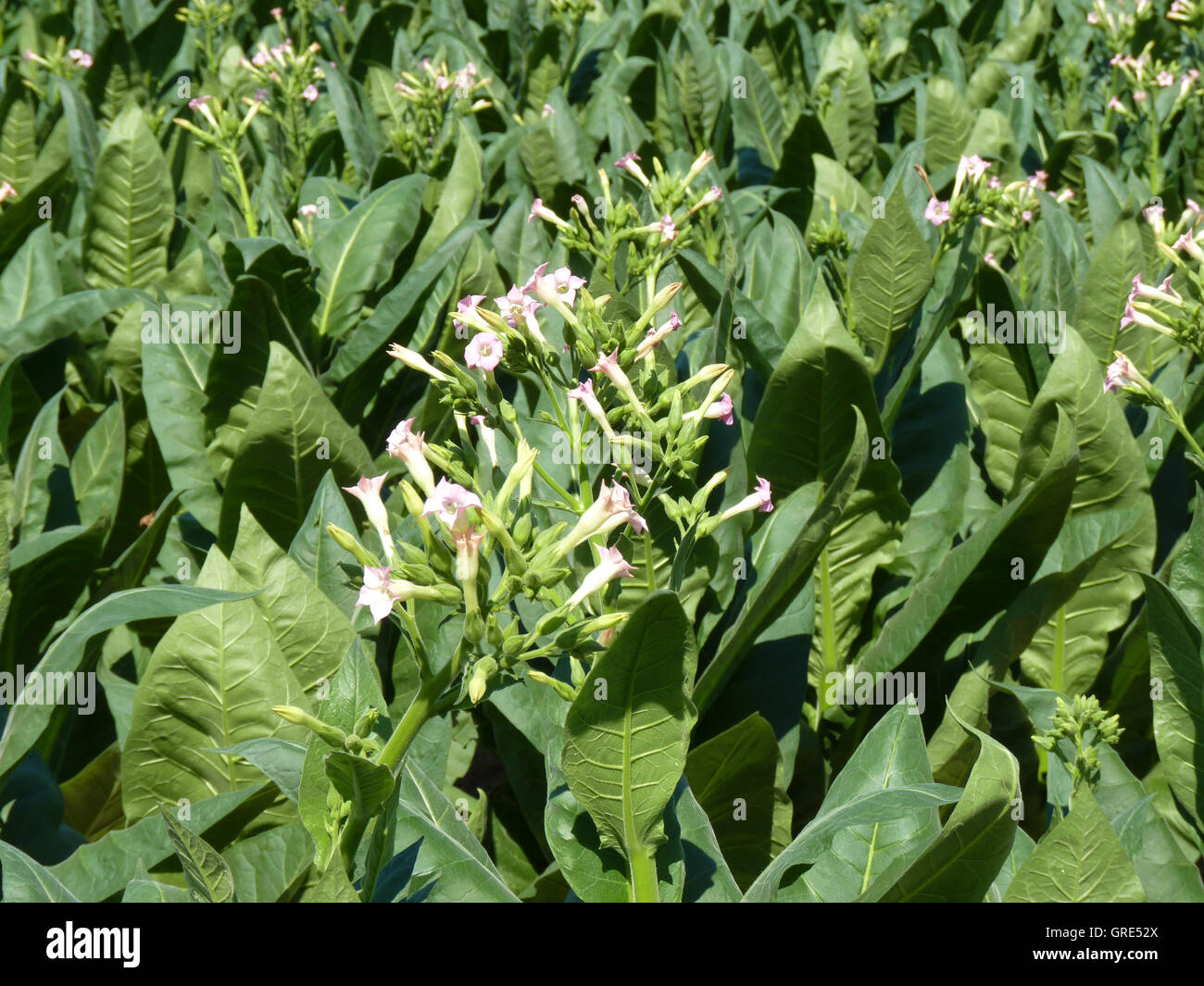 Einheimischer tabak -Fotos und -Bildmaterial in hoher Auflösung – Alamy