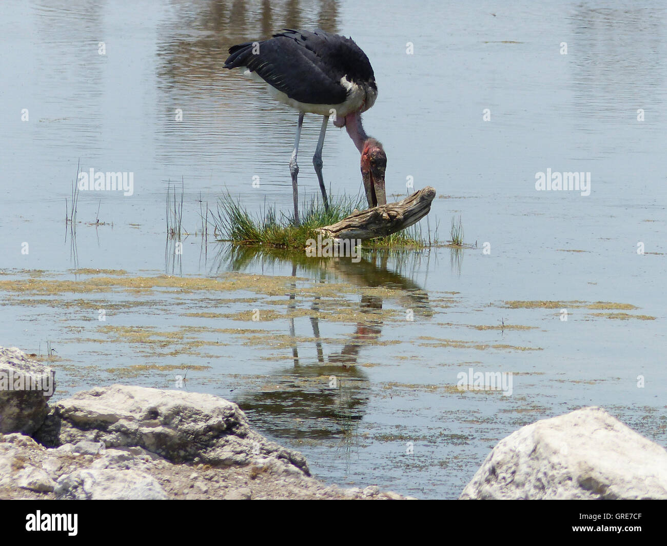 Nekrophag storch -Fotos und -Bildmaterial in hoher Auflösung – Alamy