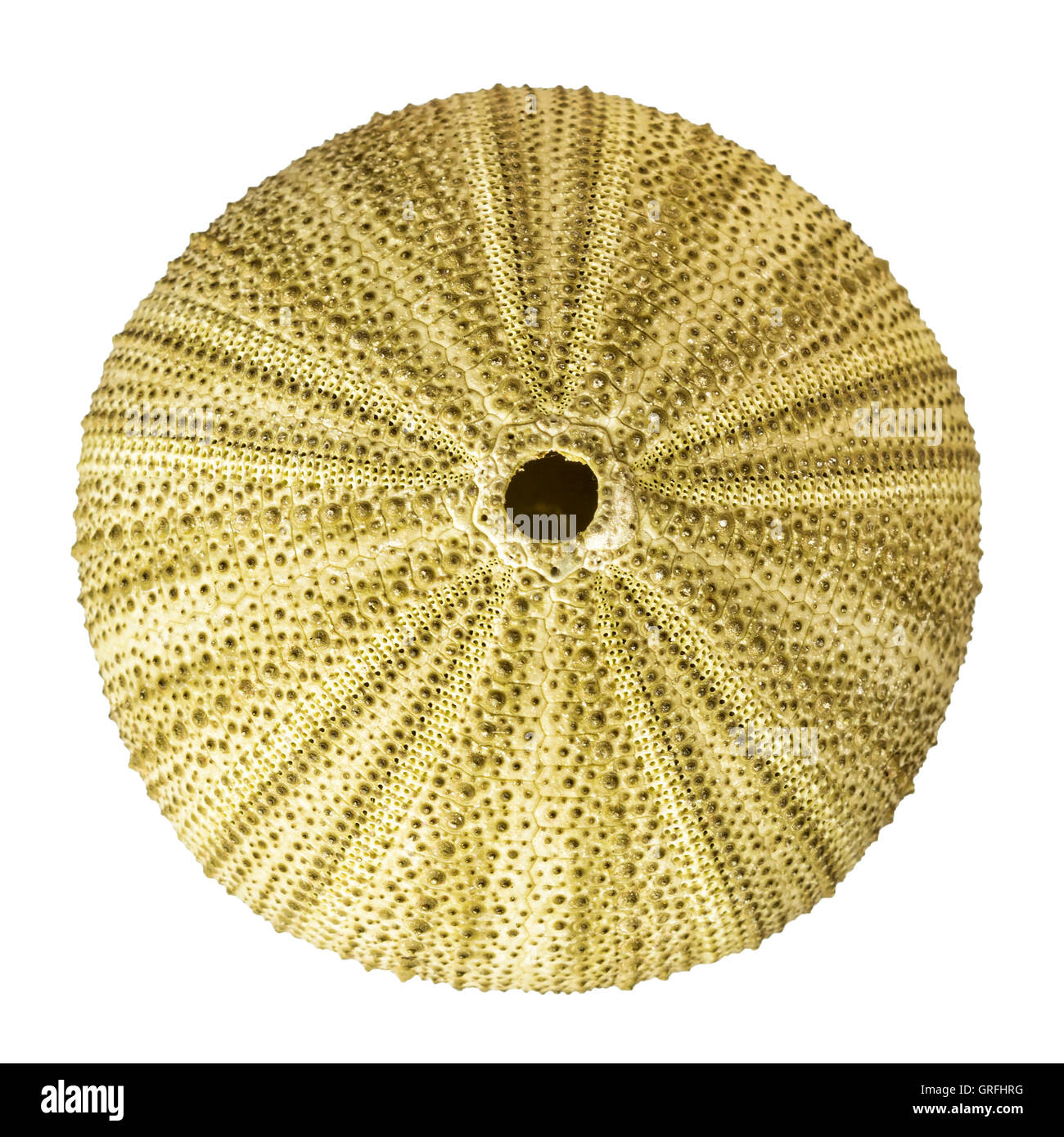 Sea hedgehog -Fotos und -Bildmaterial in hoher Auflösung – Alamy