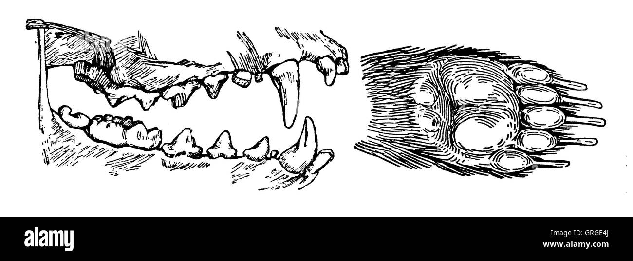 Dachs: Gebiss und Vorfuß Stockfotografie - Alamy
