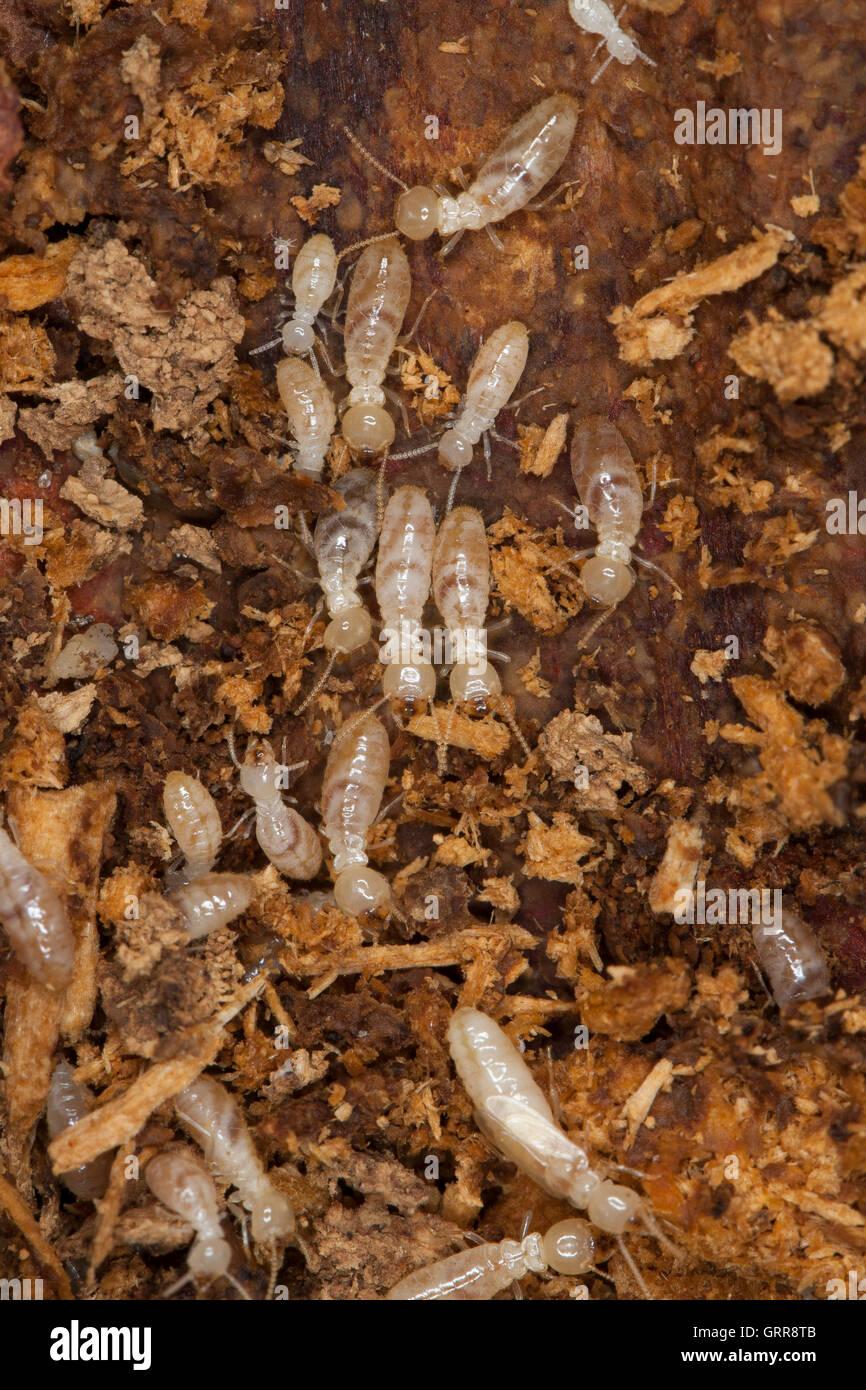 Termite, Termiten, Erdtermite, Erdtermiten, Erdholztermite ...