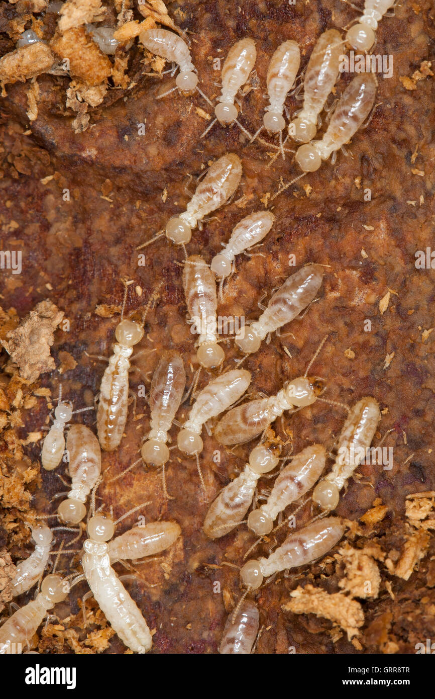 Termite, Termiten, Erdtermite, Erdtermiten, Erdholztermite ...