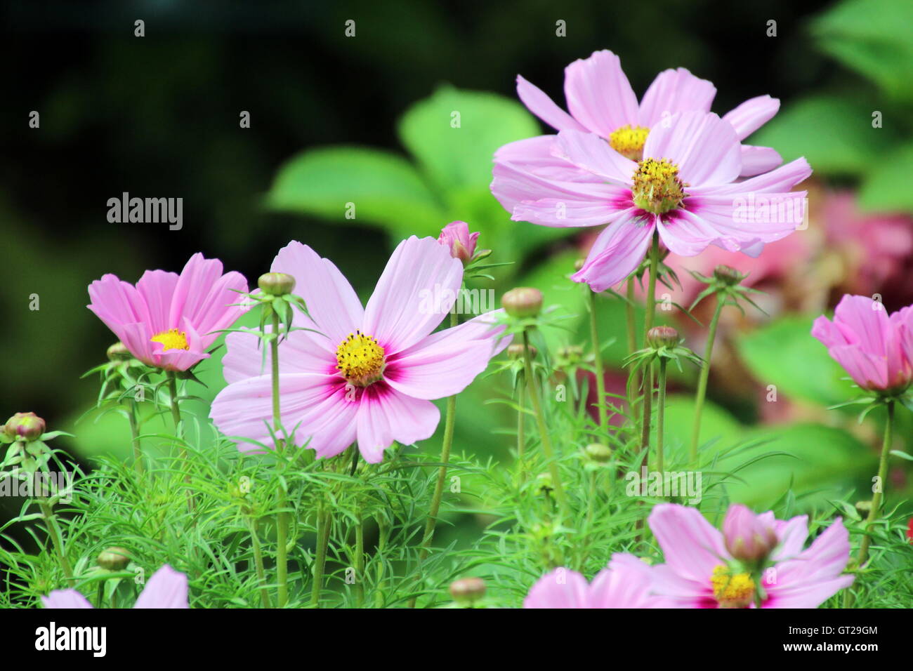 Offener kosmos -Fotos und -Bildmaterial in hoher Auflösung – Alamy