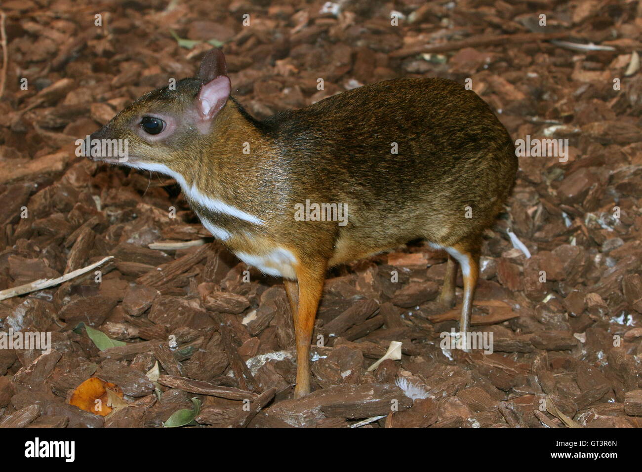 Mata raton Stockfotos und -bilder Kaufen - Alamy