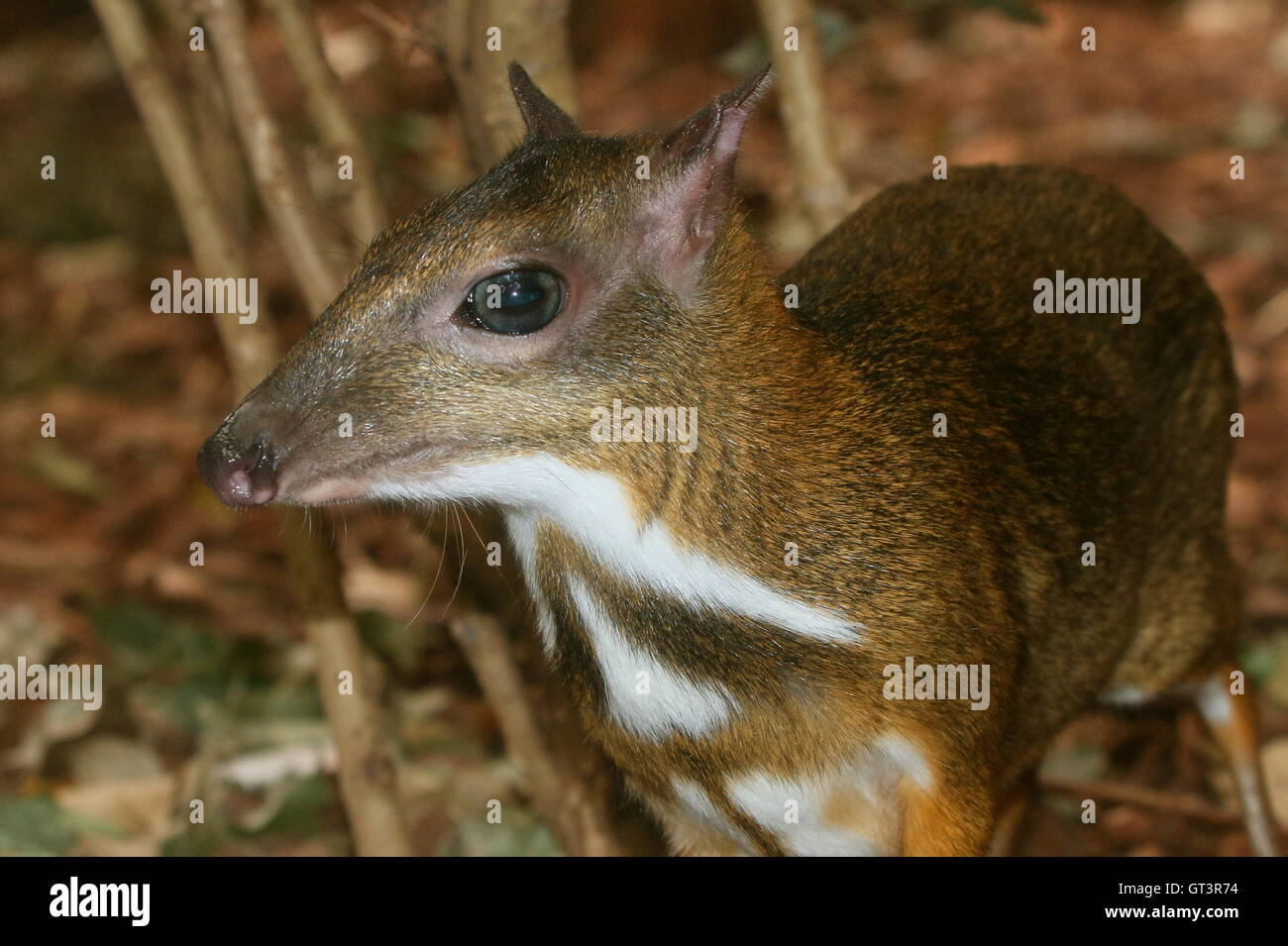 Weibliche Southeast Asian Java Maus-Hirsche oder Javan Chevrotain ...