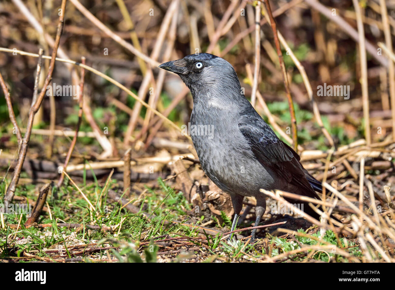 Die westliche dohle -Fotos und -Bildmaterial in hoher Auflösung – Alamy
