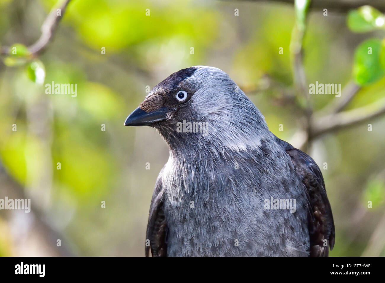 Die westeurasische dohle -Fotos und -Bildmaterial in hoher Auflösung ...