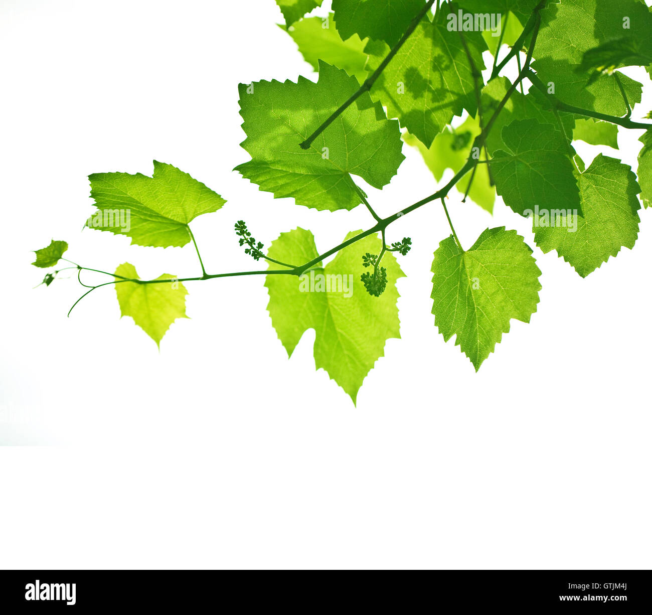 Curled tendril -Fotos und -Bildmaterial in hoher Auflösung – Alamy