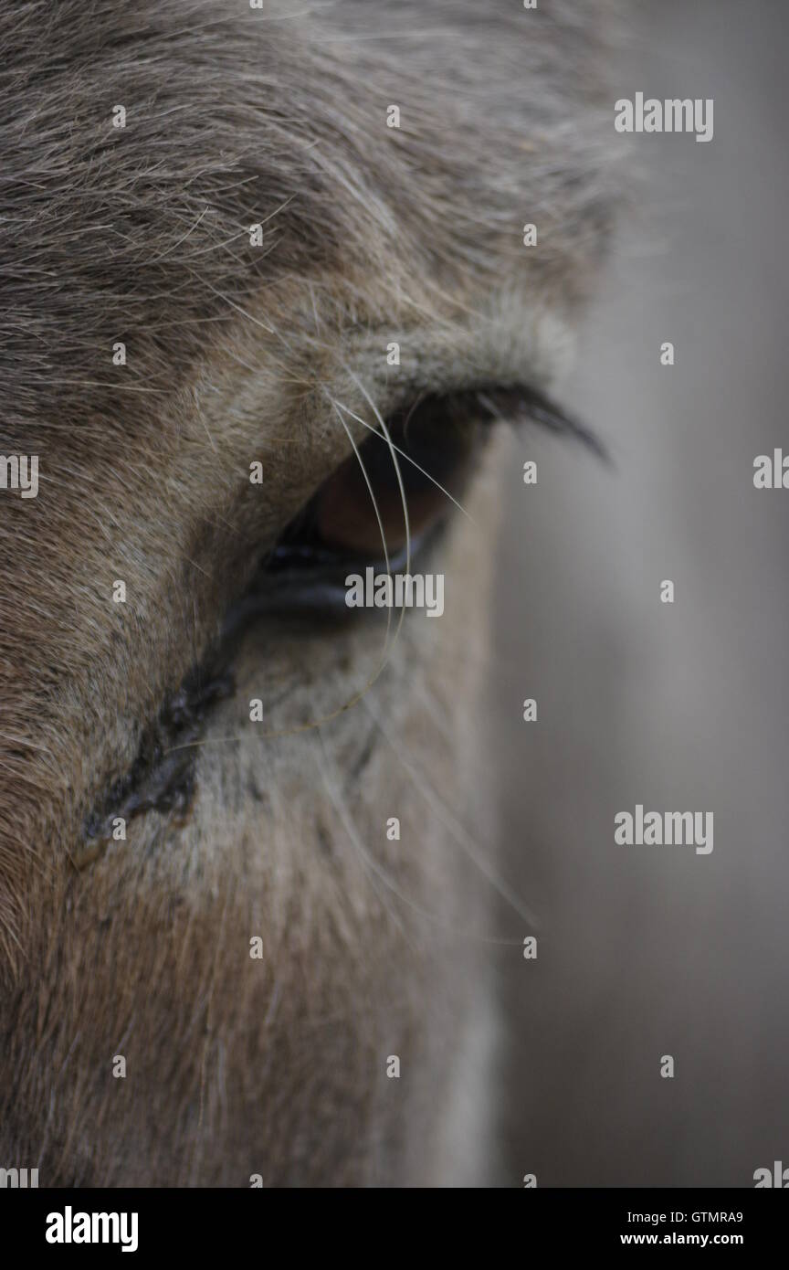 Detailansicht der Esel Kopf und Auge Stockfotografie - Alamy