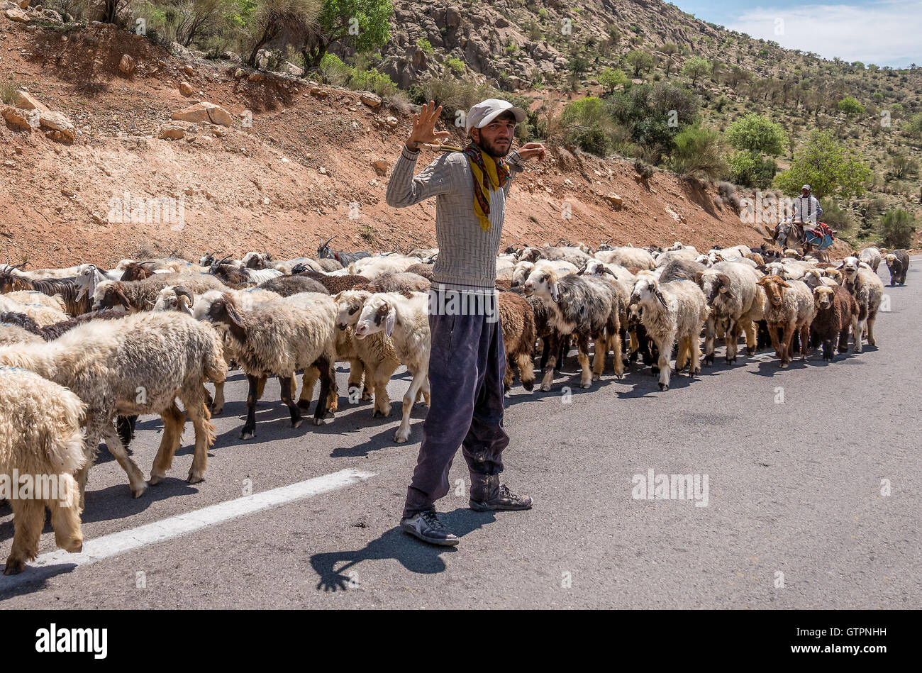Hirte und schafe im iran -Fotos und -Bildmaterial in hoher Auflösung ...