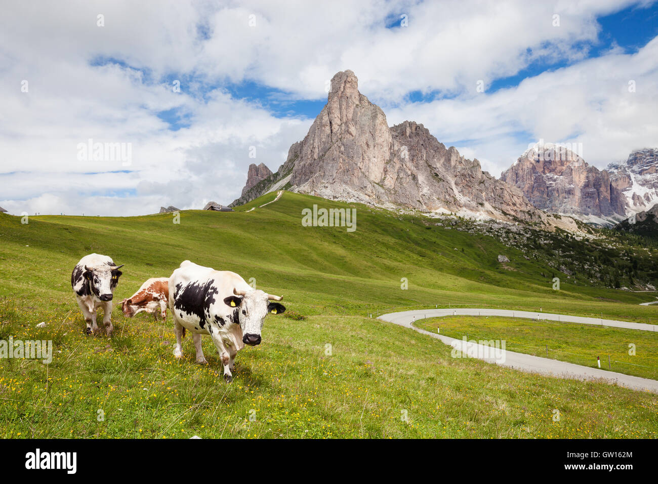 Kuh auf der alpinen Berg-Alm Stockfotografie - Alamy