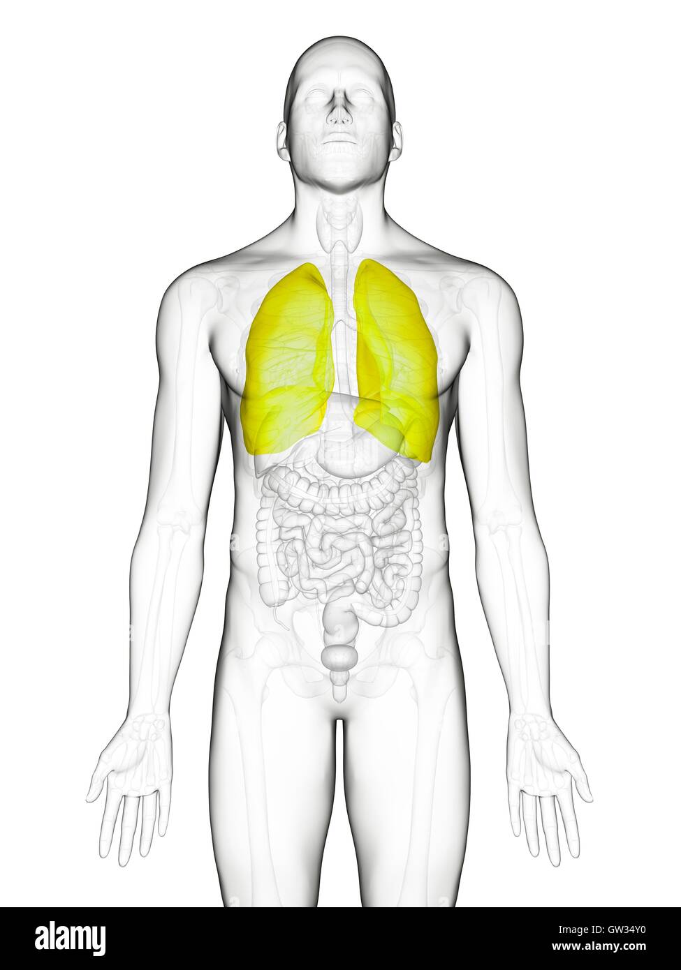 Menschliche Lunge, Abbildung Stockfotografie - Alamy