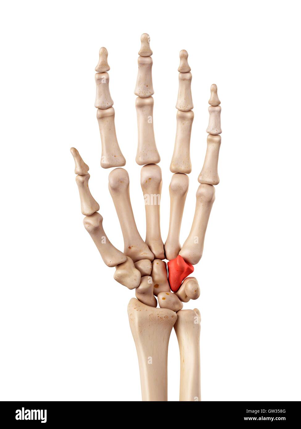 Menschliche Hand Knochen, Abbildung Stockfotografie - Alamy