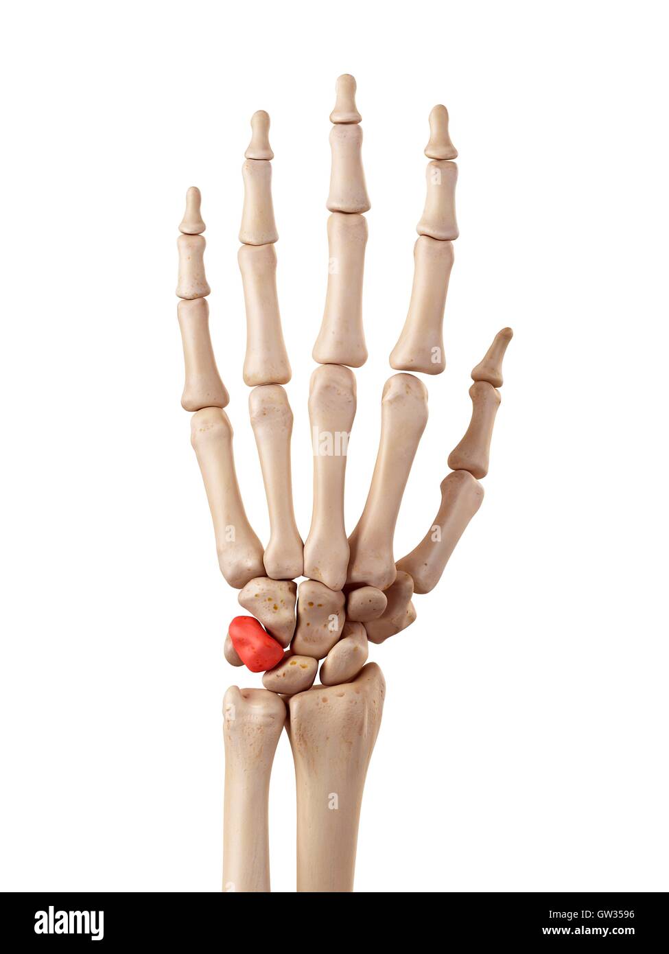 Menschliche Hand Knochen, Abbildung Stockfotografie - Alamy