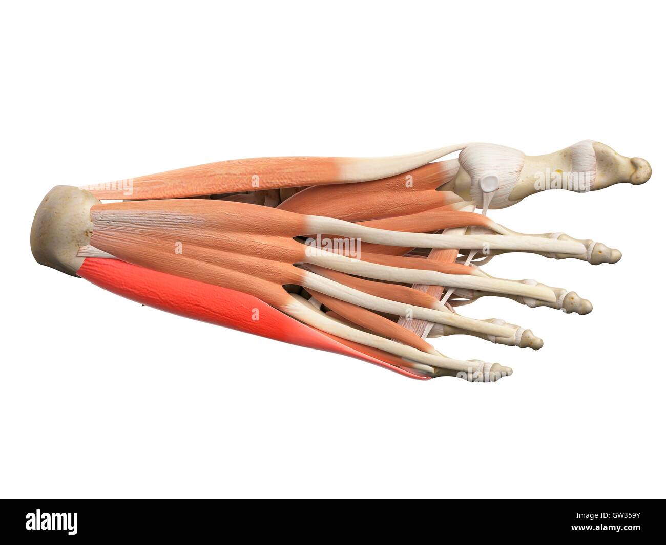 Menschlicher Fußmuskeln, Abbildung Stockfotografie - Alamy