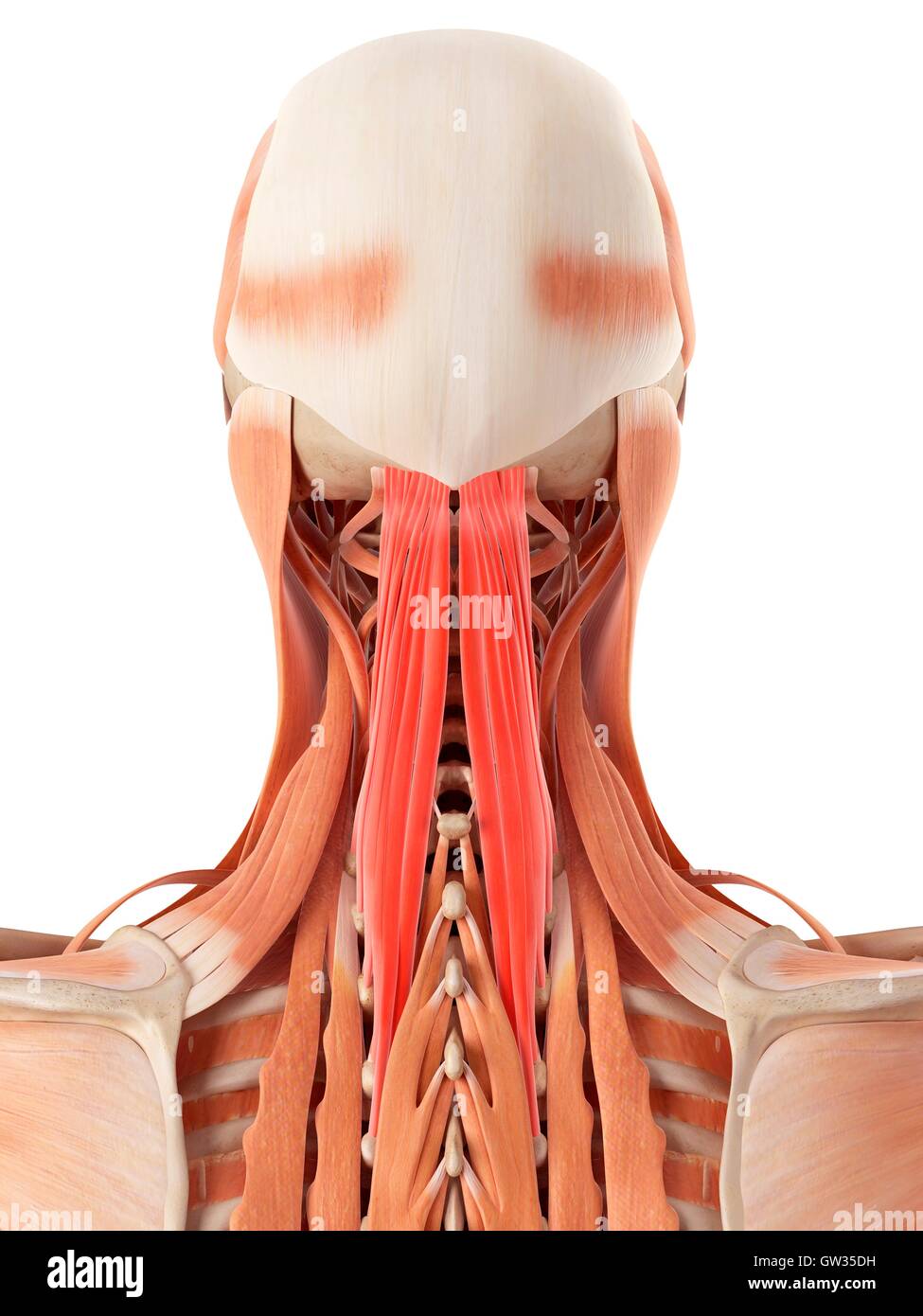 Menschlichen Nackenmuskulatur, Abbildung Stockfotografie - Alamy