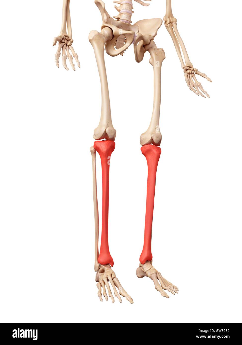 Bones Lower Leg Stockfotos und -bilder Kaufen - Alamy