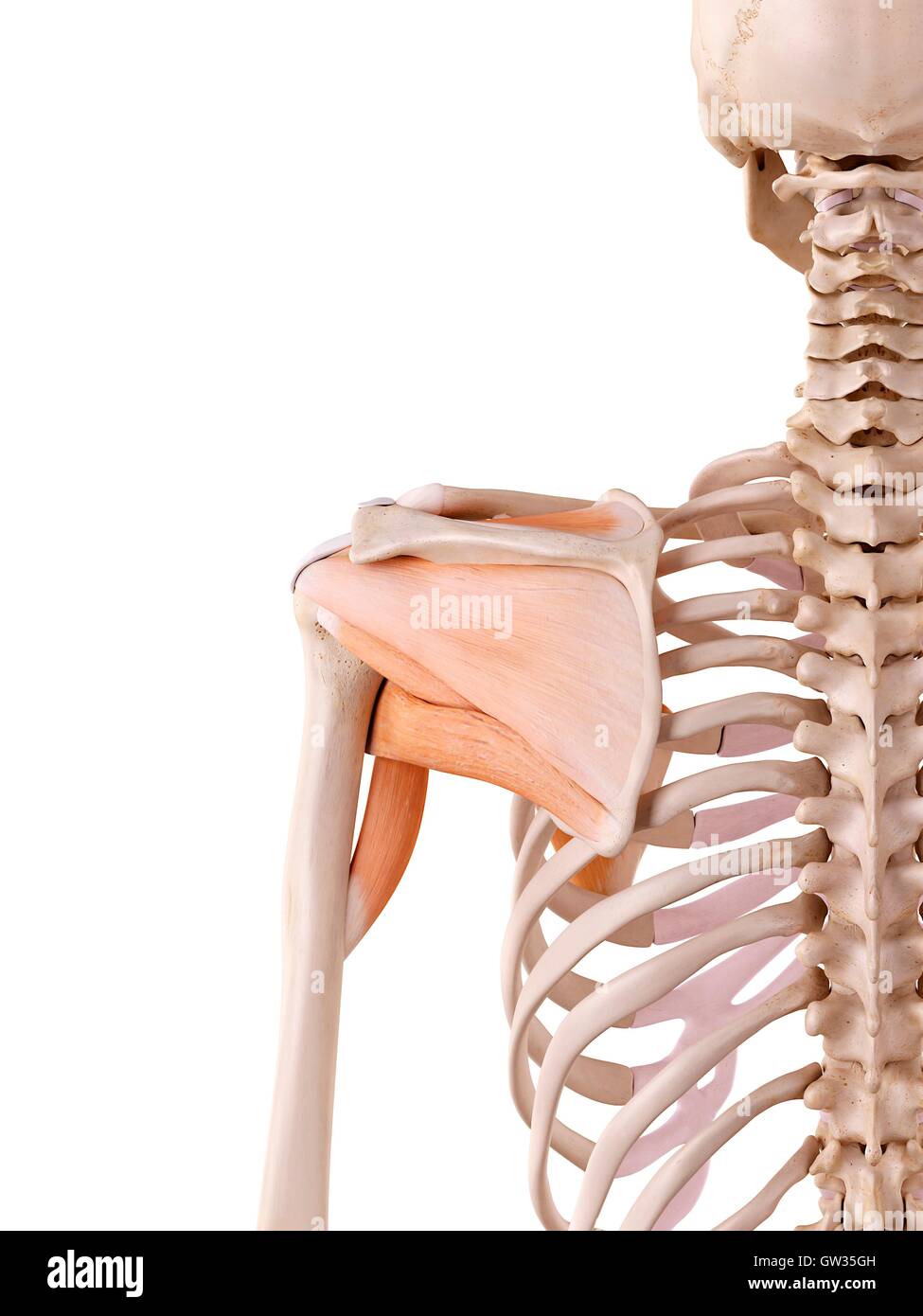 Anatomie der menschlichen Schulter, Abbildung Stockfotografie - Alamy