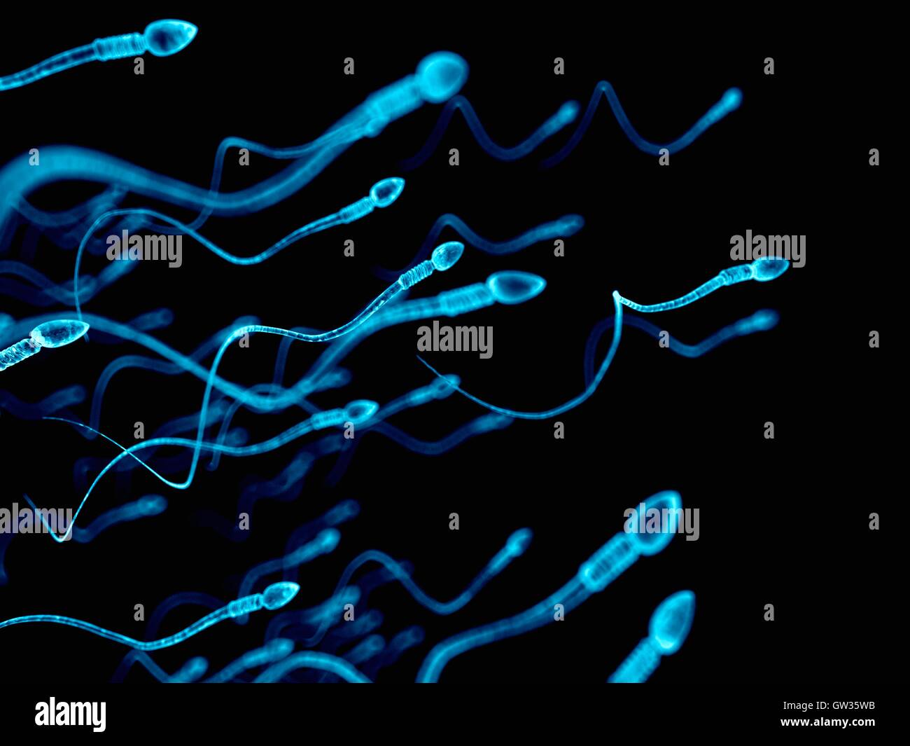 Menschliches sperma -Fotos und -Bildmaterial in hoher Auflösung – Alamy