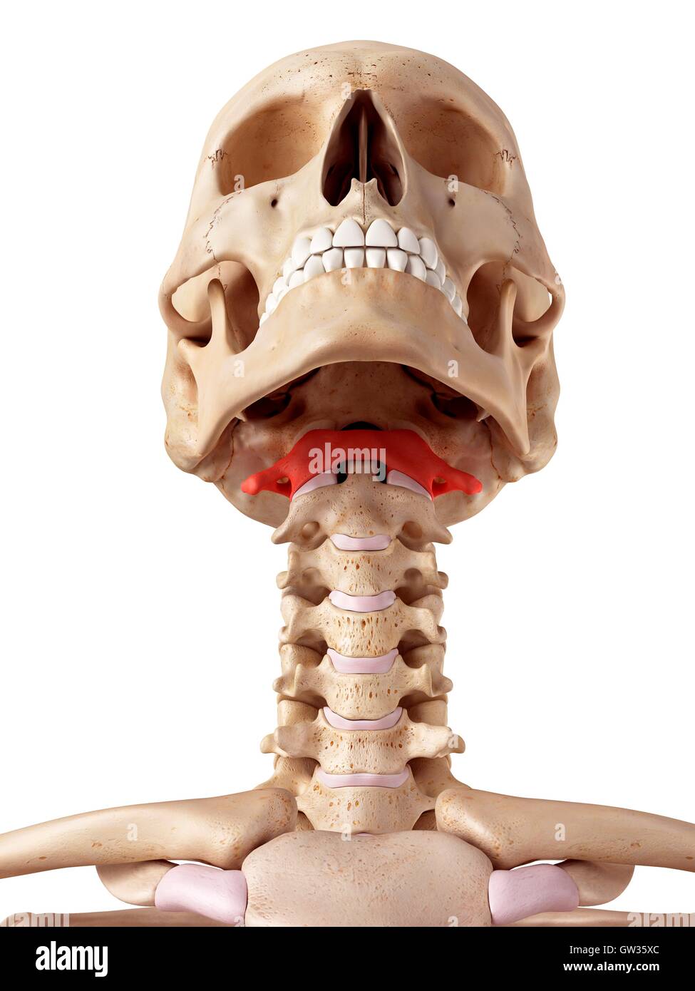 Atlas der menschlichen Knochen, Abbildung Stockfotografie - Alamy