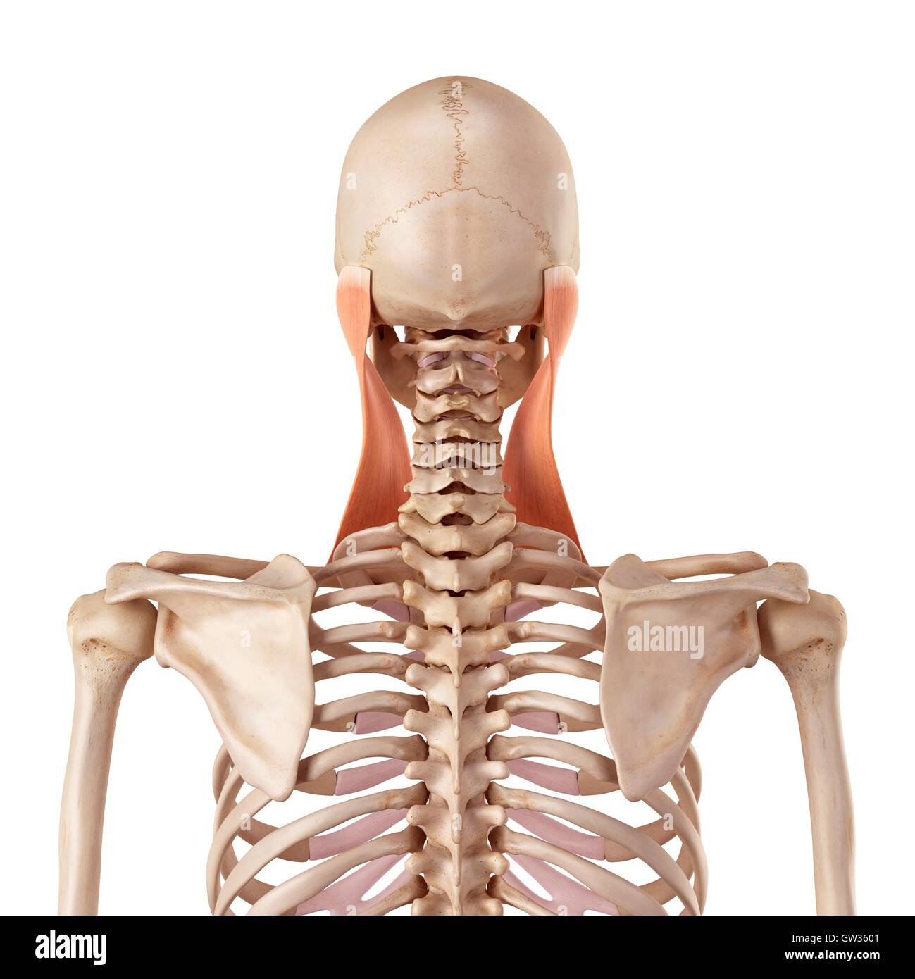 Human neck muscles sternocleidomastoid illustration -Fotos und ...