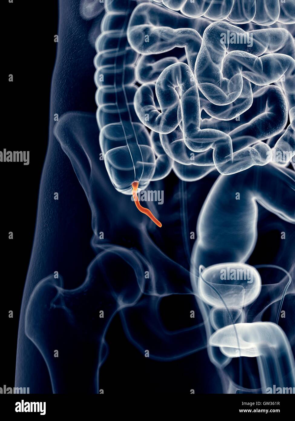 Appendix illustration -Fotos und -Bildmaterial in hoher Auflösung – Alamy